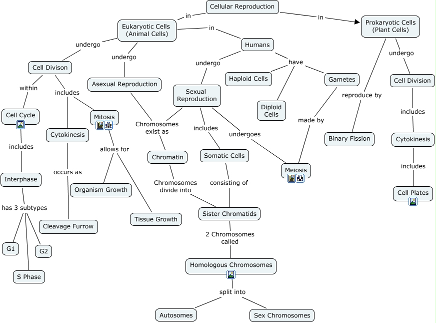 Cell Division Concept Map